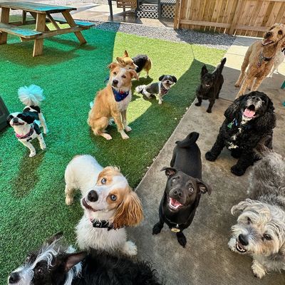 PAWZ Dog Services - Dog Boarding and Dog Daycare